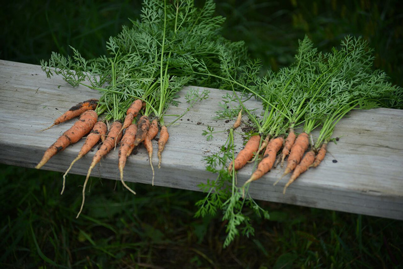 Home - Indigenous Food and Agriculture Initiative