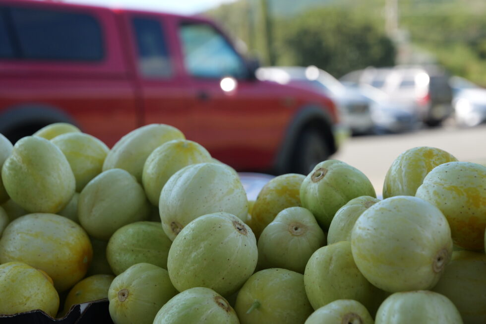 Food Safety - Indigenous Food and Agriculture Initiative