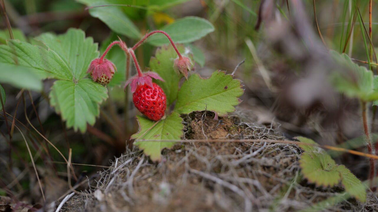 The Rich History and Resilience of Native American Agriculture – From ...