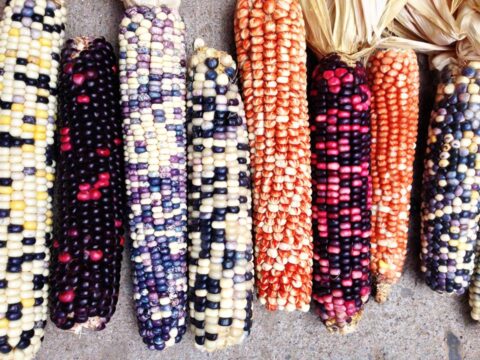 The Rich History and Resilience of Native American Agriculture – From ...